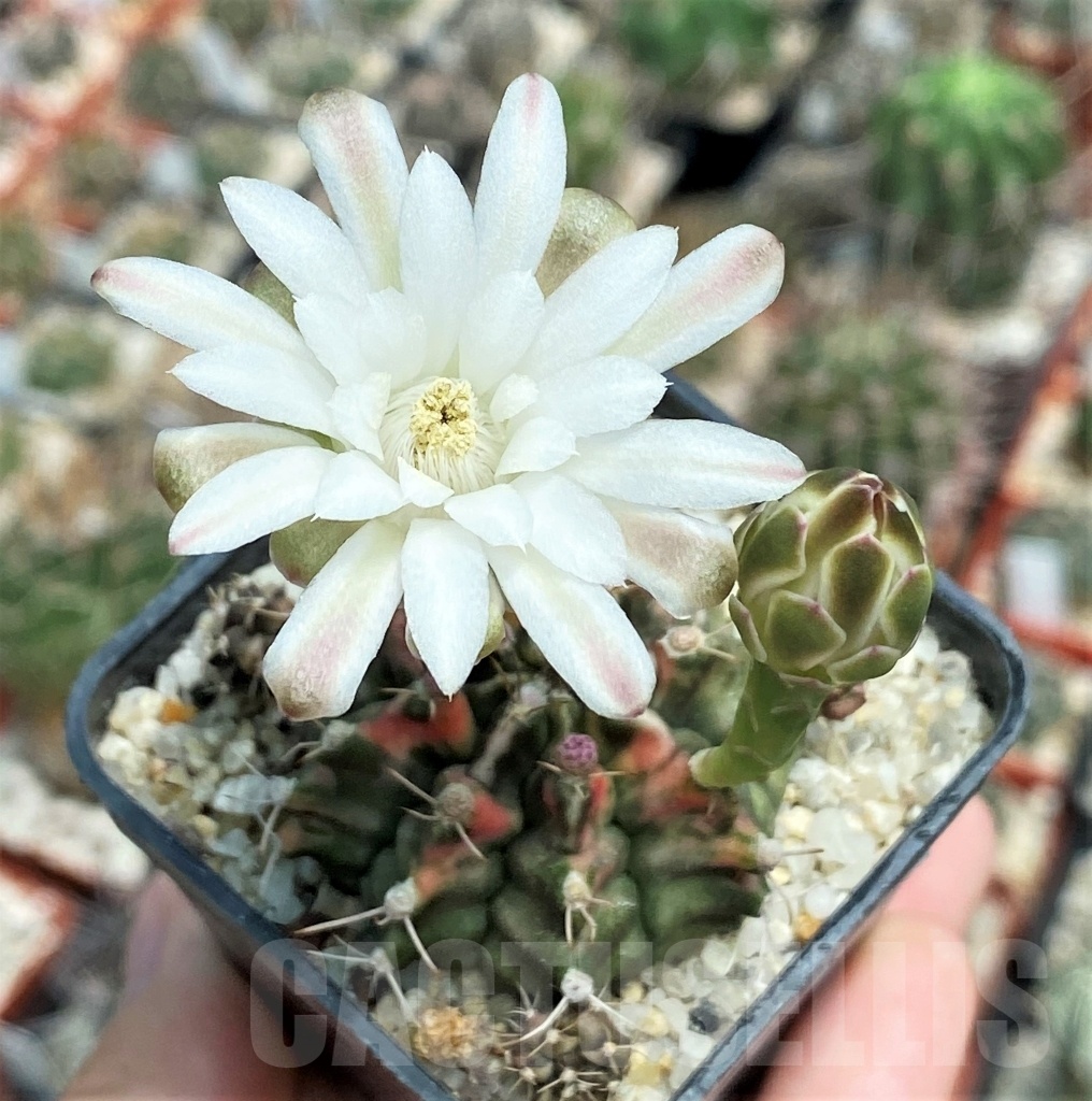SHPR8717 Gymnocalycium friedrichii variegated - Cactus-online