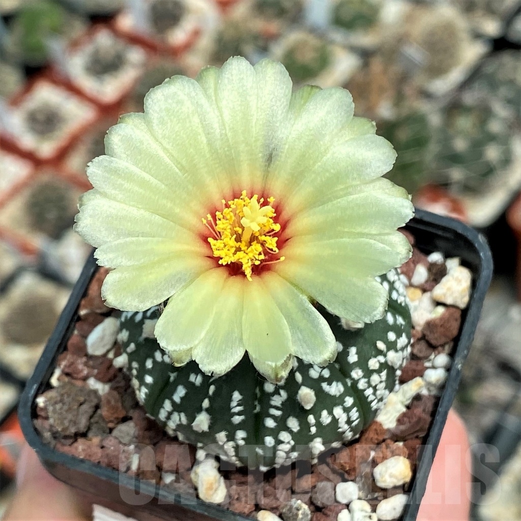 SHPR9490 Astrophytum asterias cv. Superkabuto – Кактус онлайн