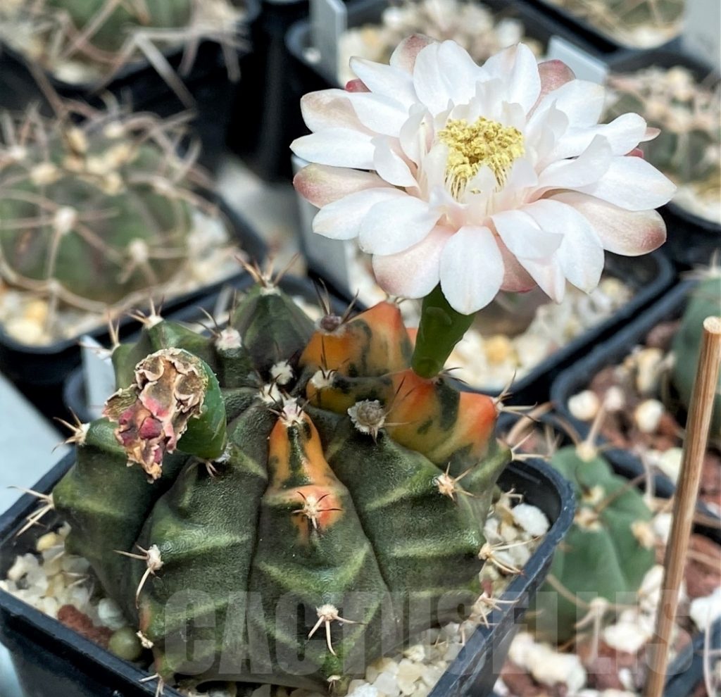 SHPR8064 Gymnocalycium mihanovichii variegated – Cactus-online