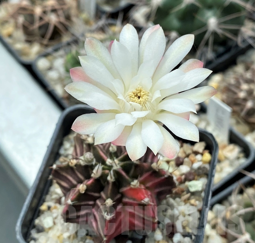 SHPR8830 Gymnocalycium friedrichii Agua Dulce LB 2178 hybrid variegated – Кактус онлайн