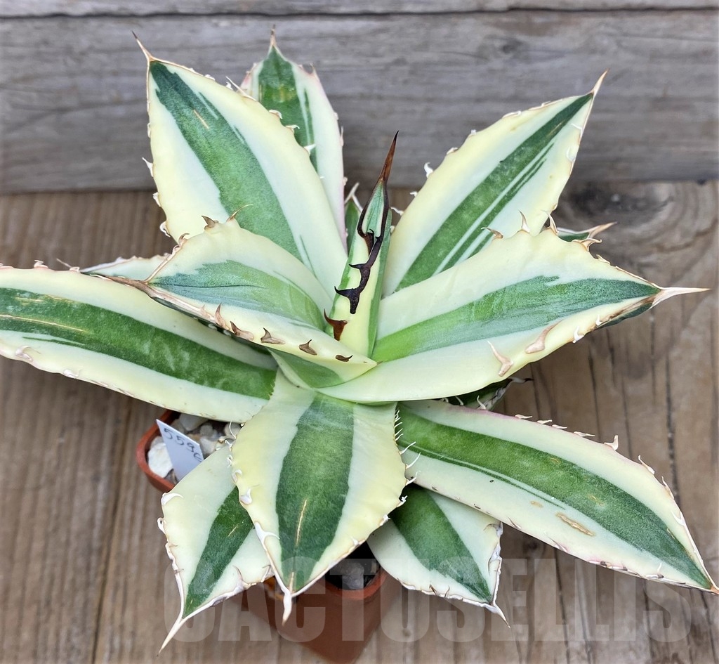 SHPR17361 Agave titanota 'Snaggle Tooth' - Кактус онлайн