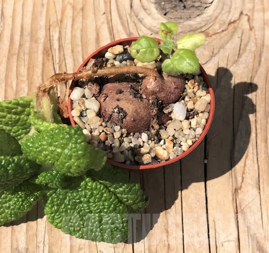 SHPR10063 Sinningia bullata – Cactus-online