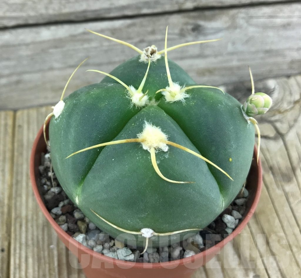 SHPR10131 Gymnocalycium horstii four ribs - Cactus-online