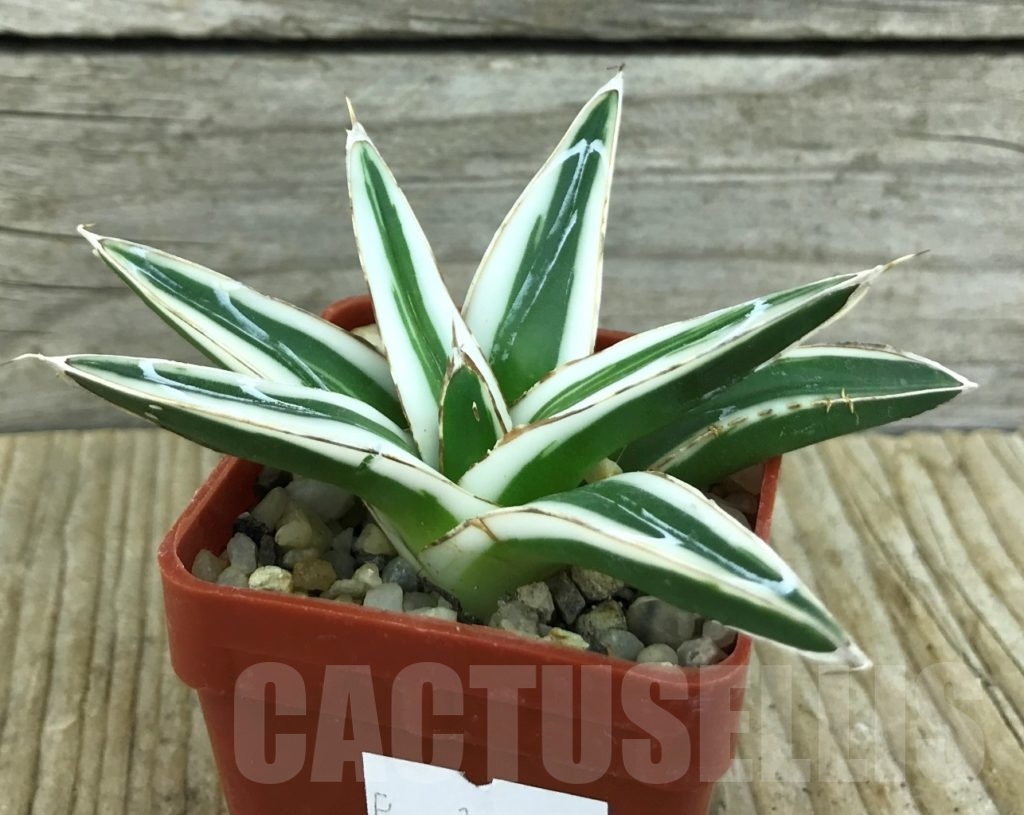 SHPR10155 Agave Victoria Reginae Albomarginata “White Rhino” – Cactus ...
