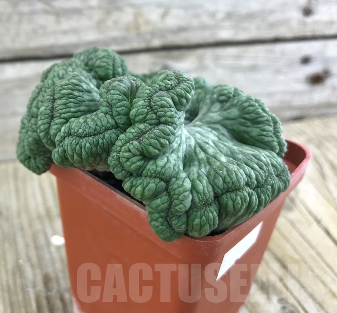 SHPR10173 Euphorbia obesa f. cristata - Кактус онлайн