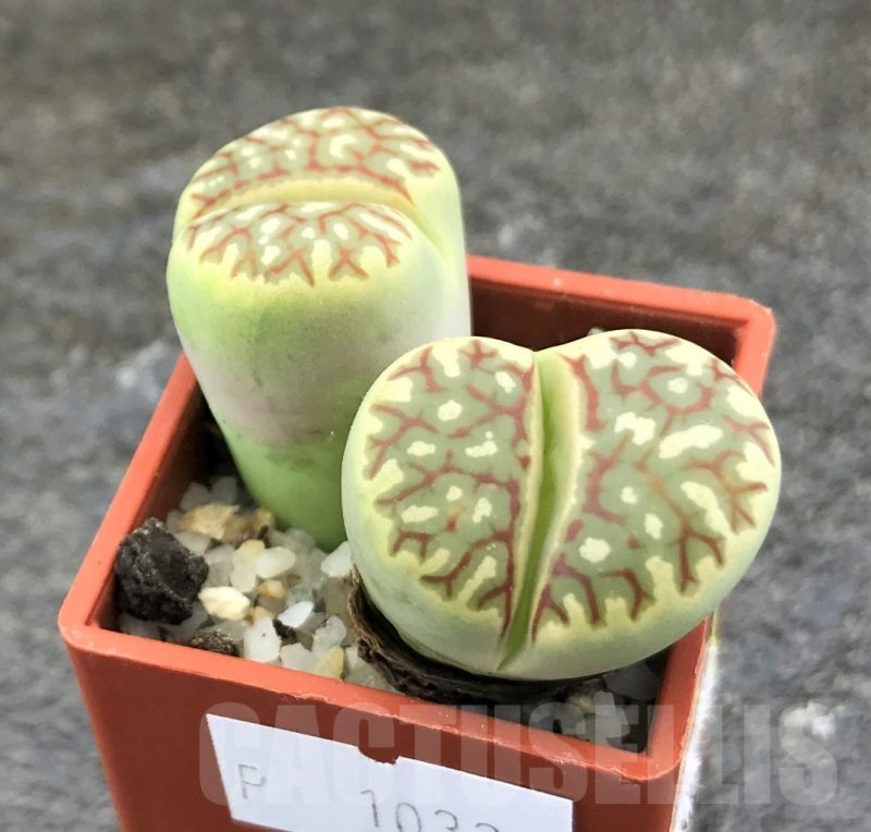 SHPR10321 Lithops dorotheae C124 - Кактус онлайн
