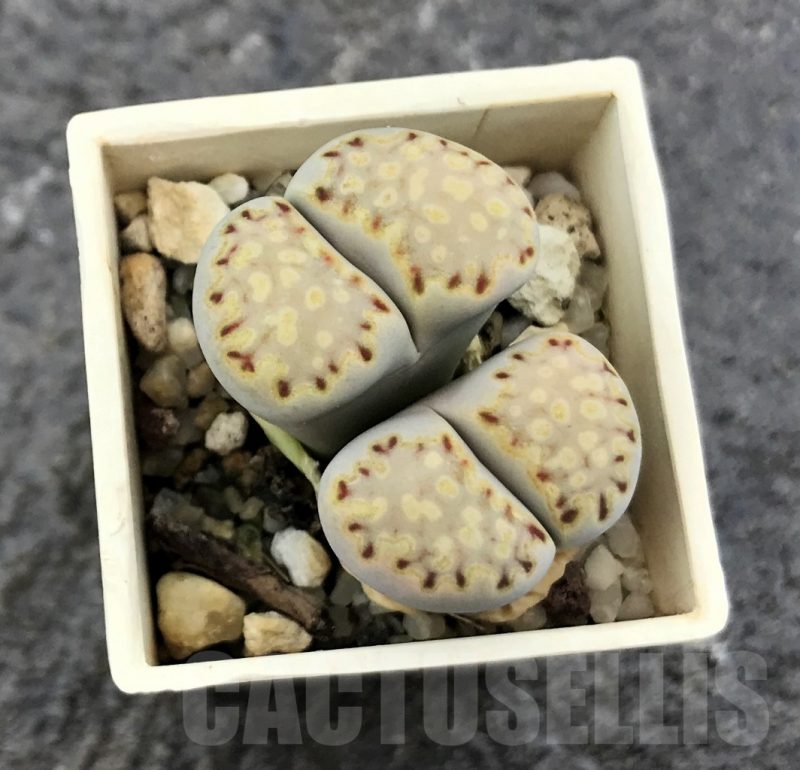 SHPR10324 Lithops julii v. fulleri – Cactus-online