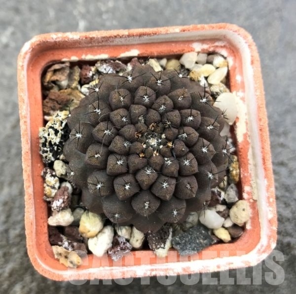 SHPR10355 Thelocephala esmeraldana FR 518 – Cactus-online