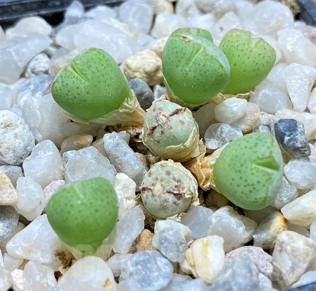 SHPR11615 Conophytum klinghardtense ISI 1135 -Heioabi- – Cactus-online