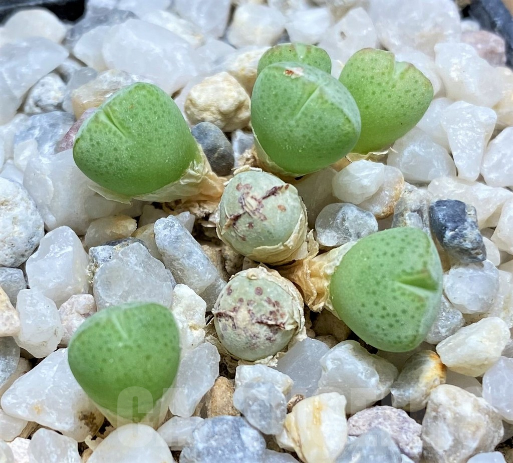 SHPR11615 Conophytum klinghardtense ISI 1135 -Heioabi- – Cactus-online
