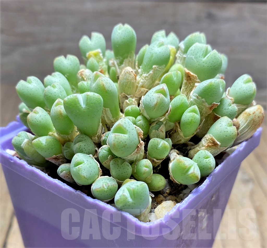 SHPR12182 Conophytum klinghardtense, S 1135, Heloab. – Кактус онлайн