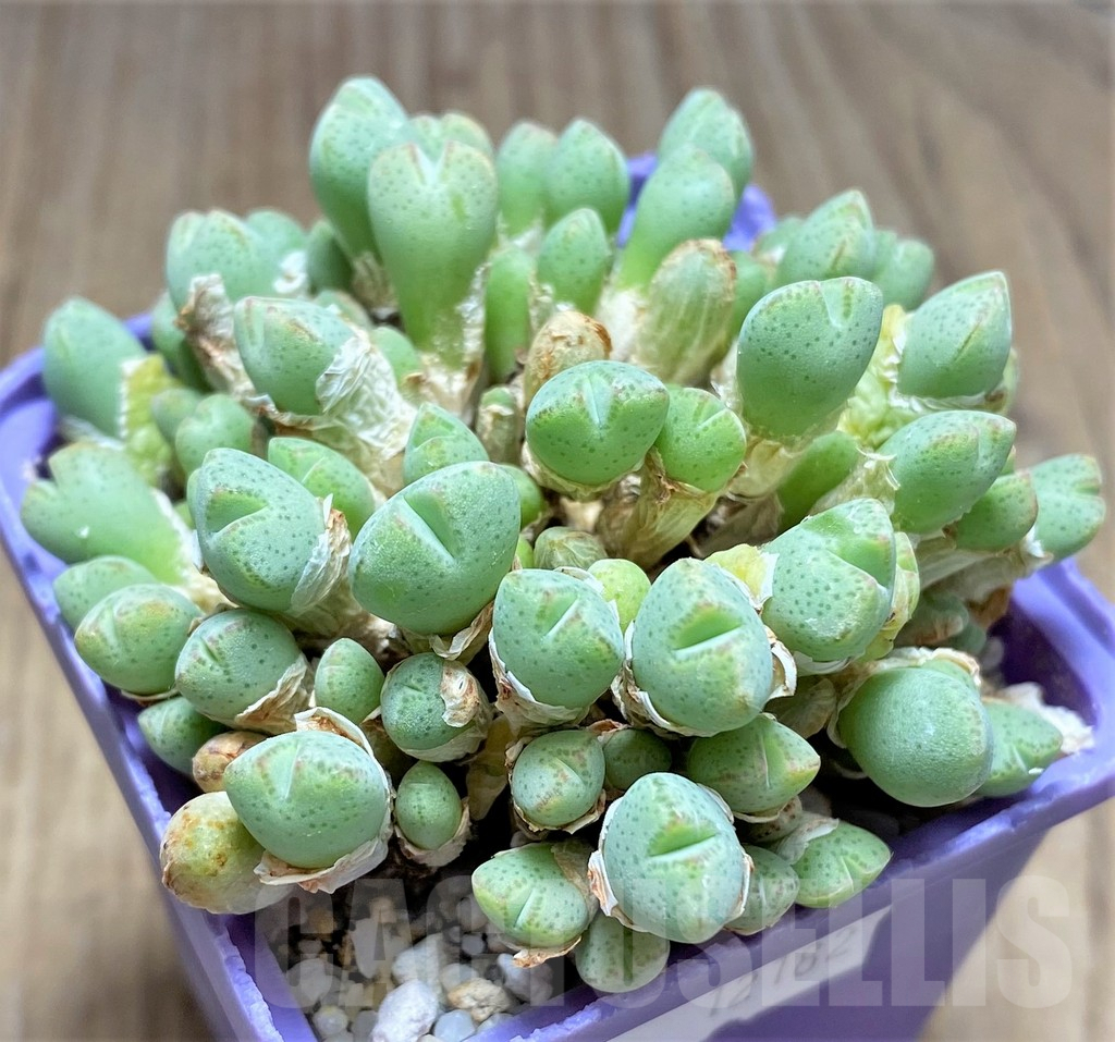 SHPR12182 Conophytum klinghardtense, S 1135, Heloab. – Кактус онлайн