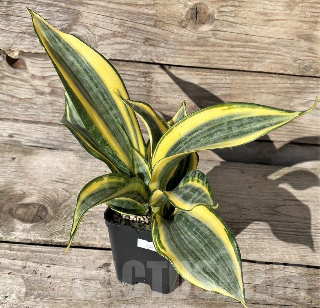 SHPR20410 Sansevieria trifasciata 'Golden Banner' - Кактус онлайн