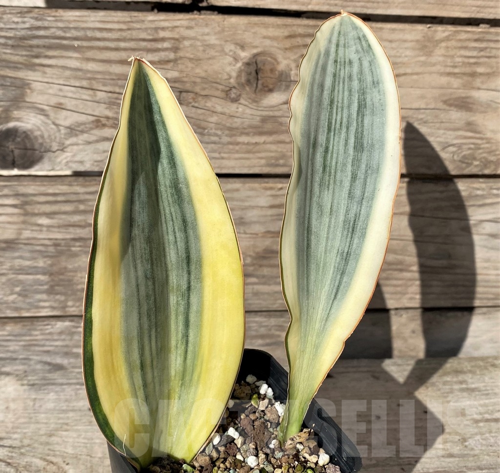 SHPR20412 Sansevieria masoniana f. variegata – Cactus-online