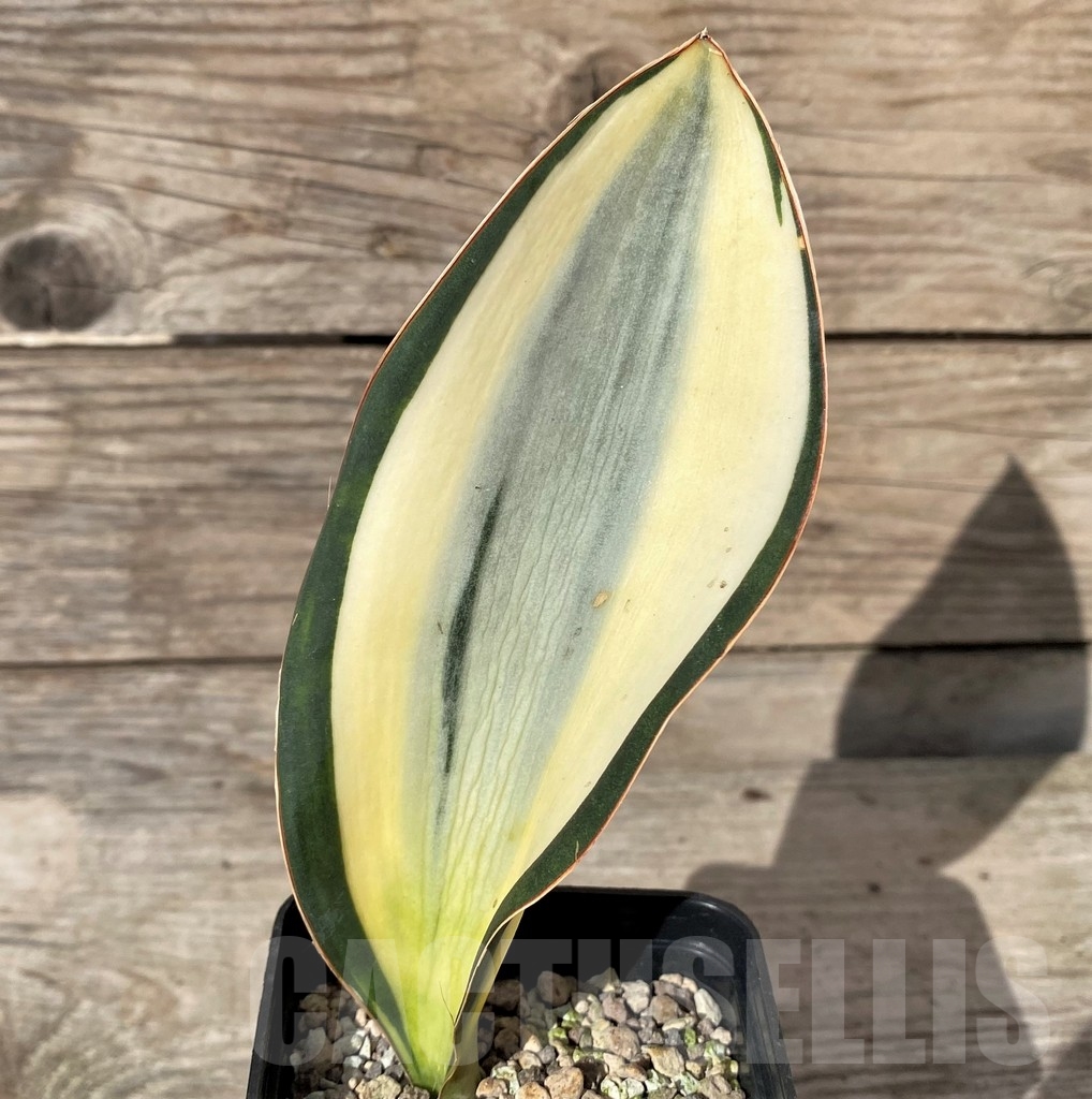 SHPR20417 Sansevieria masoniana f. variegata – Cactus-online