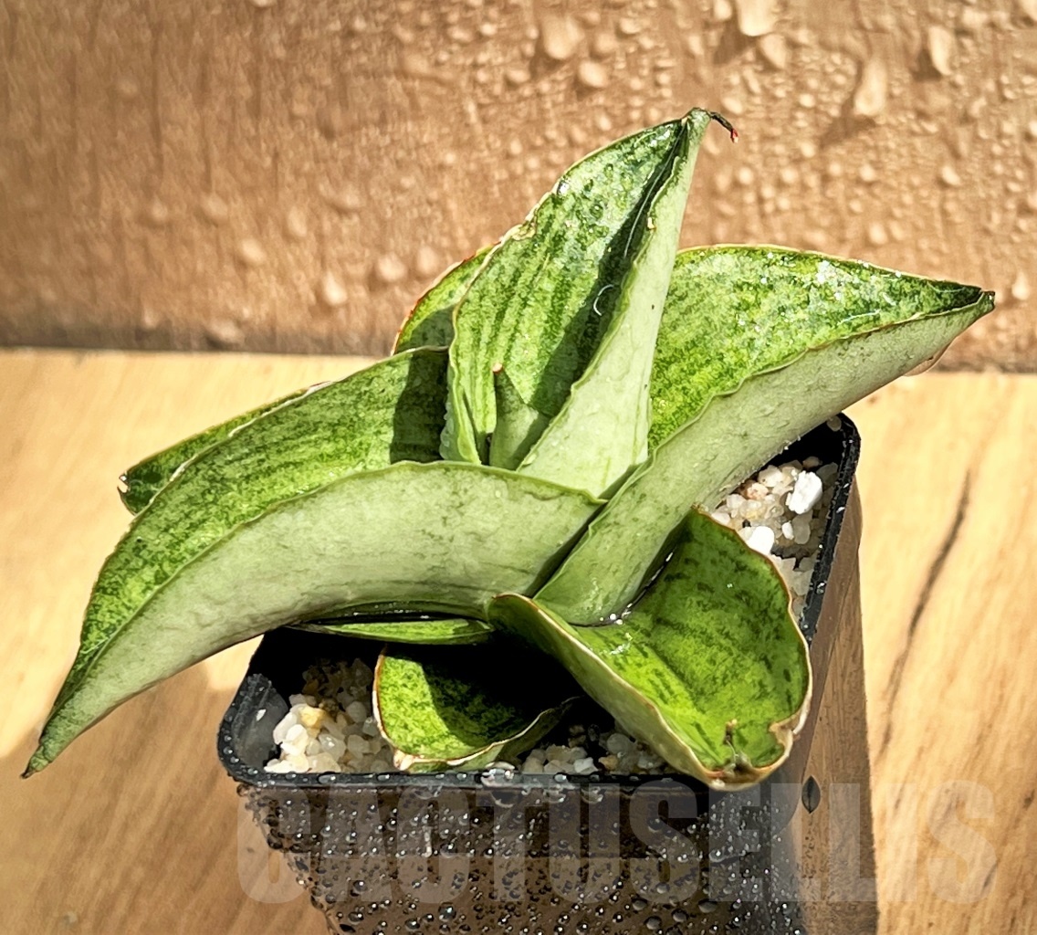 SHPR11085 Sansevieria ‘Hobbit’ – Cactus-online