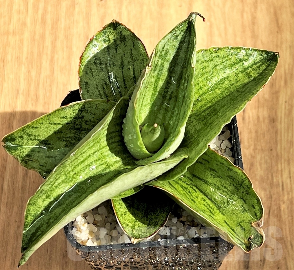 SHPR11085 Sansevieria ‘Hobbit’ – Cactus-online