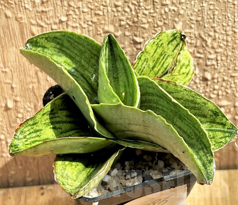 SHPR11086 Sansevieria ‘Hobbit’ – Cactus-online