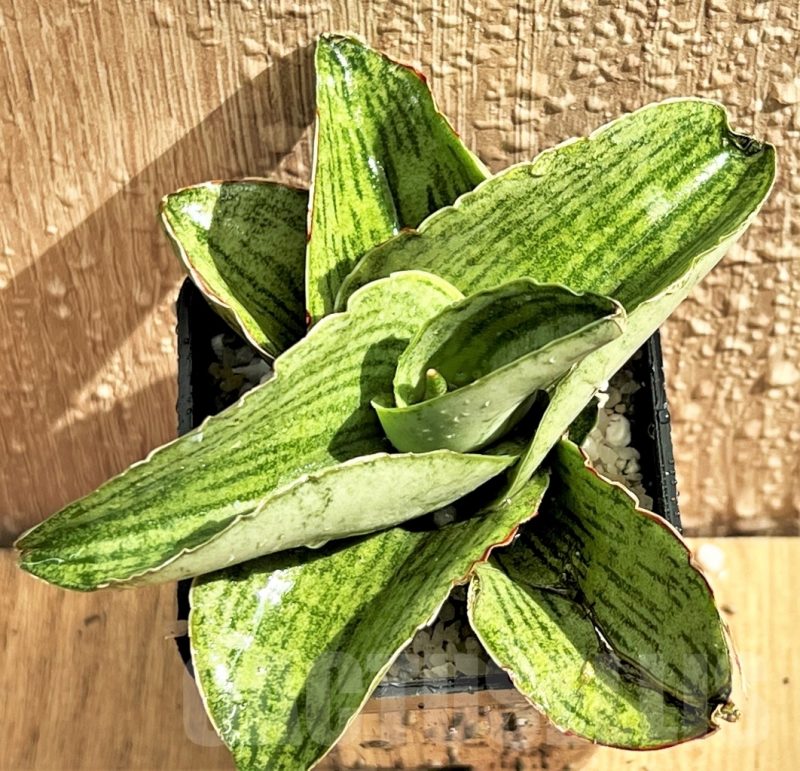 SHPR11086 Sansevieria ‘Hobbit’ – Cactus-online