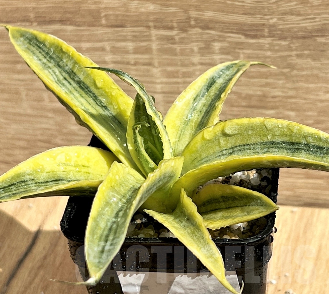SHPR11089 Sansevieria ‘Siam Gold’ – Cactus-online