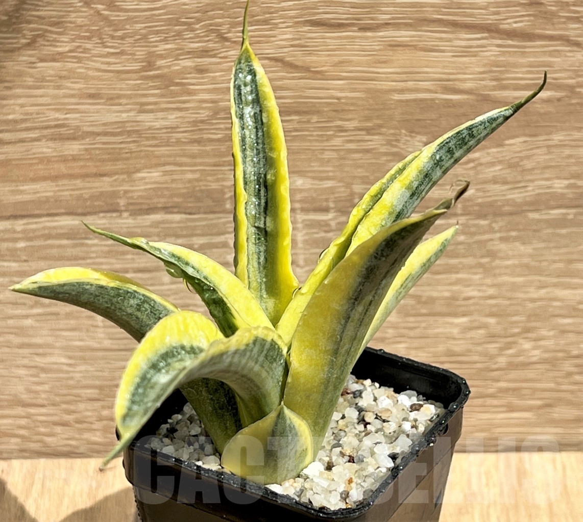 SHPR11092 Sansevieria ‘Siam Gold’ – Cactus-online