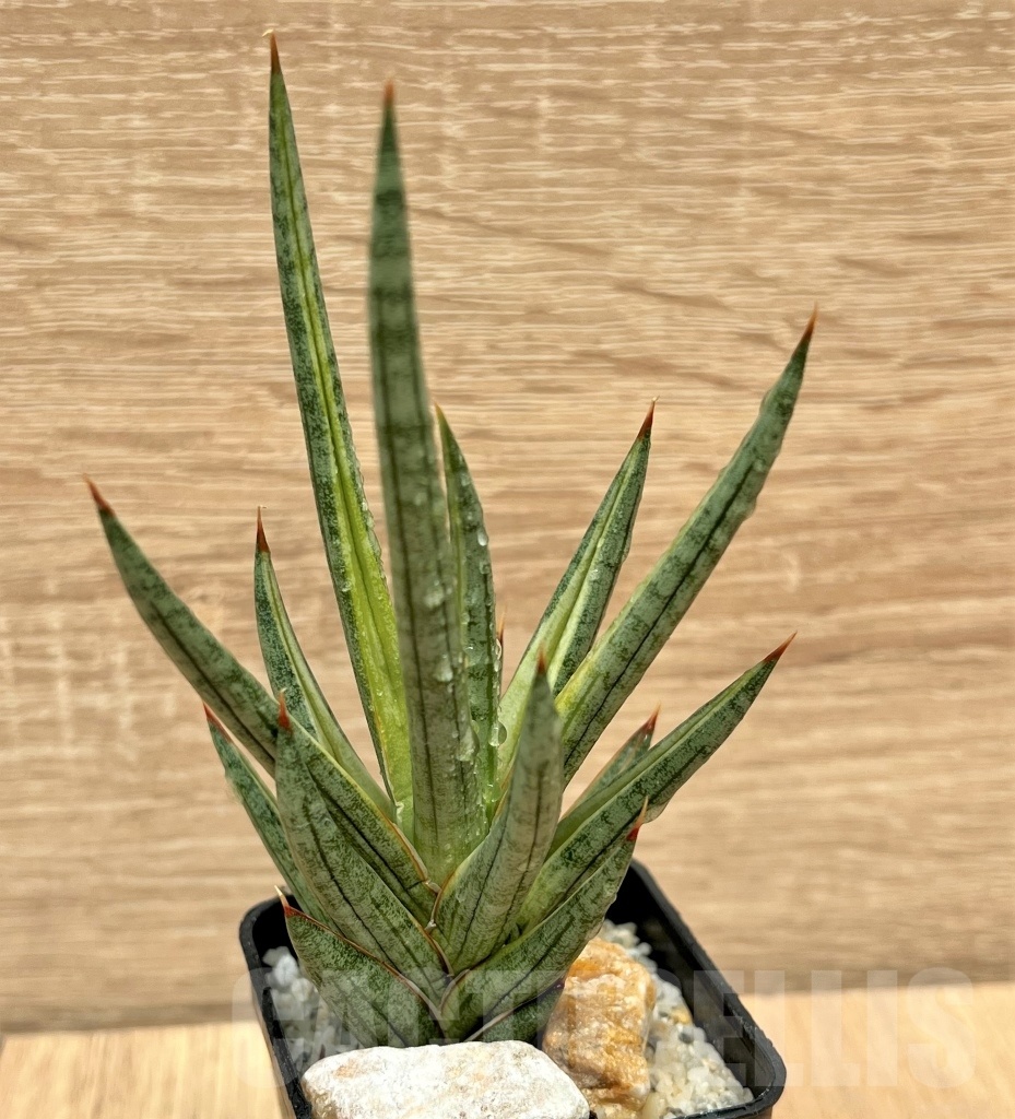 SHPR11095 Sansevieria francisii – Cactus-online