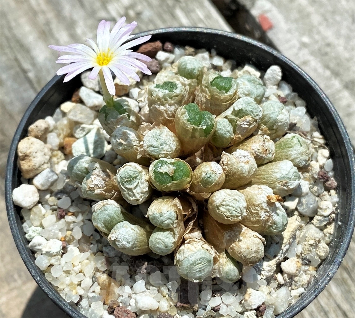 SHPR10897 Conophytum ectypum – Cactus-online