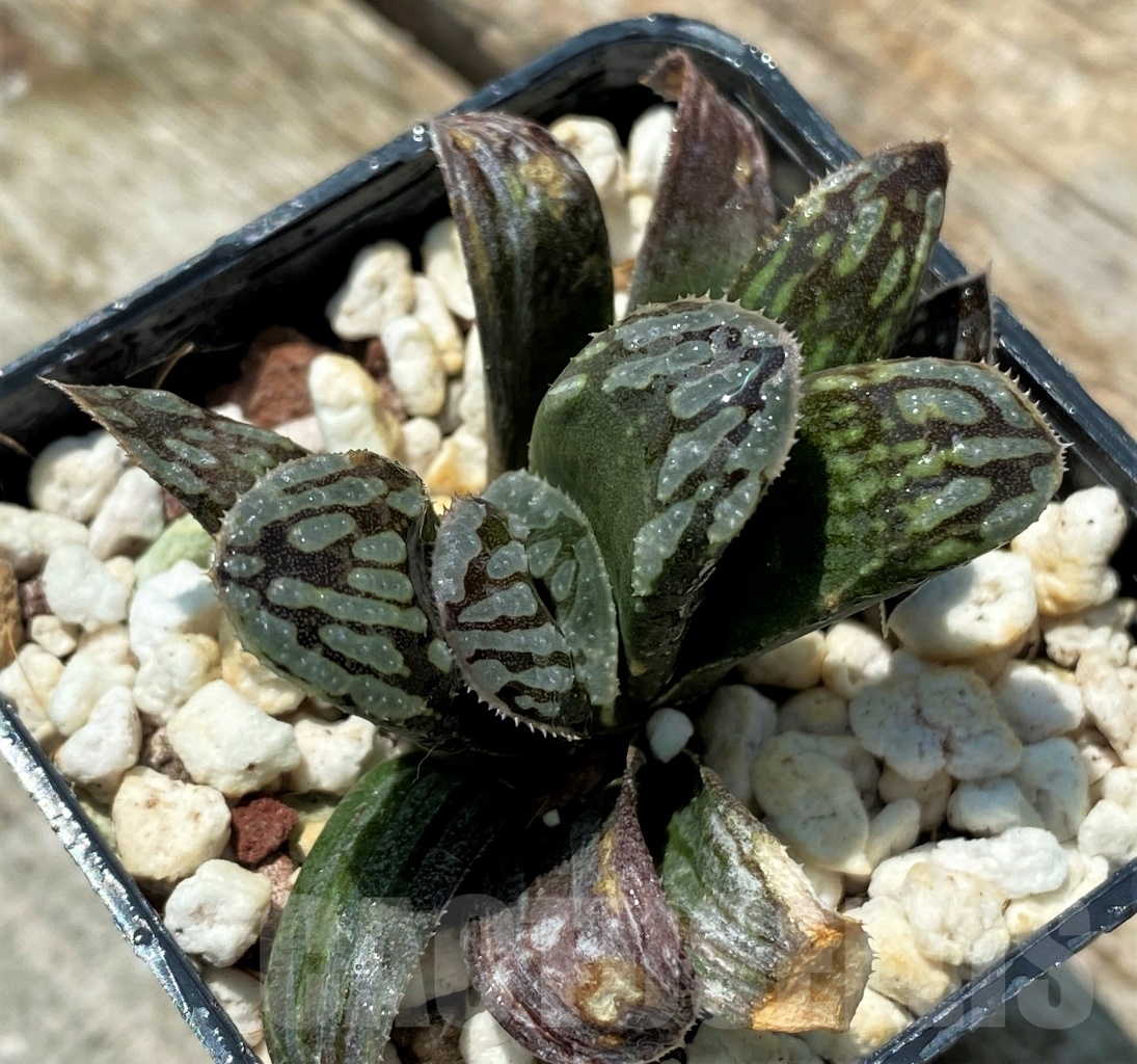 SHPR10940 Haworthia truncata multi hybrid - Кактус онлайн
