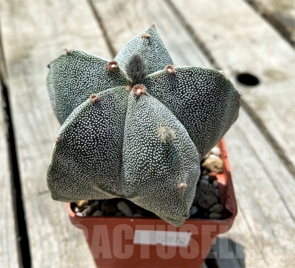 SHPR10970 Astrophytum myriostigma 'Onzuka' - Cactus-online