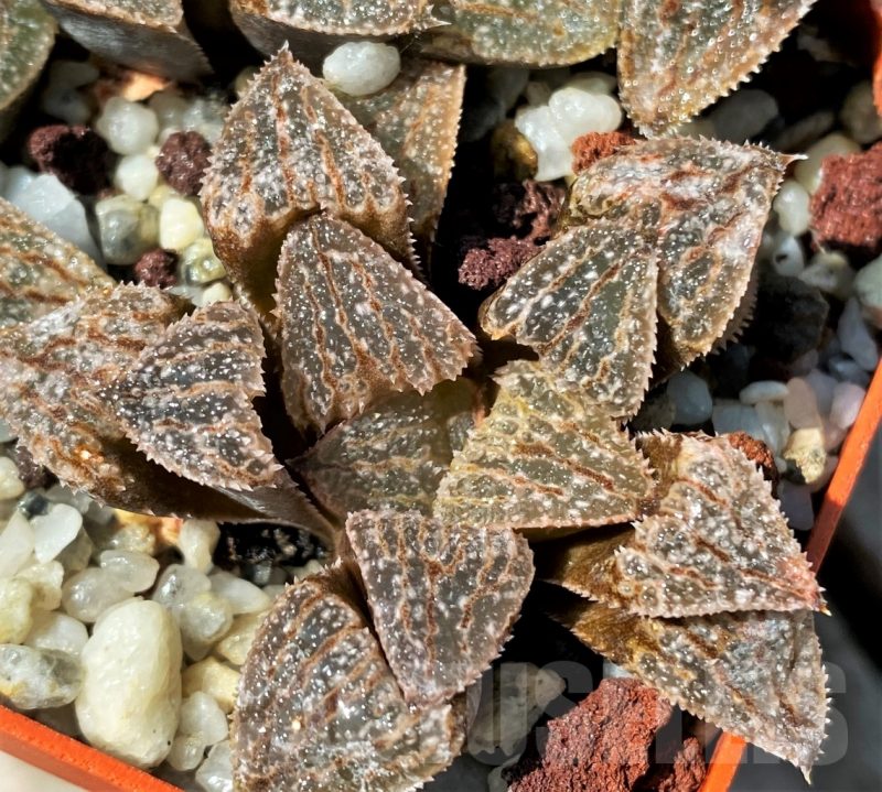 SHPR10986 Haworthia ‘Anna Cocozza’ – Кактус онлайн