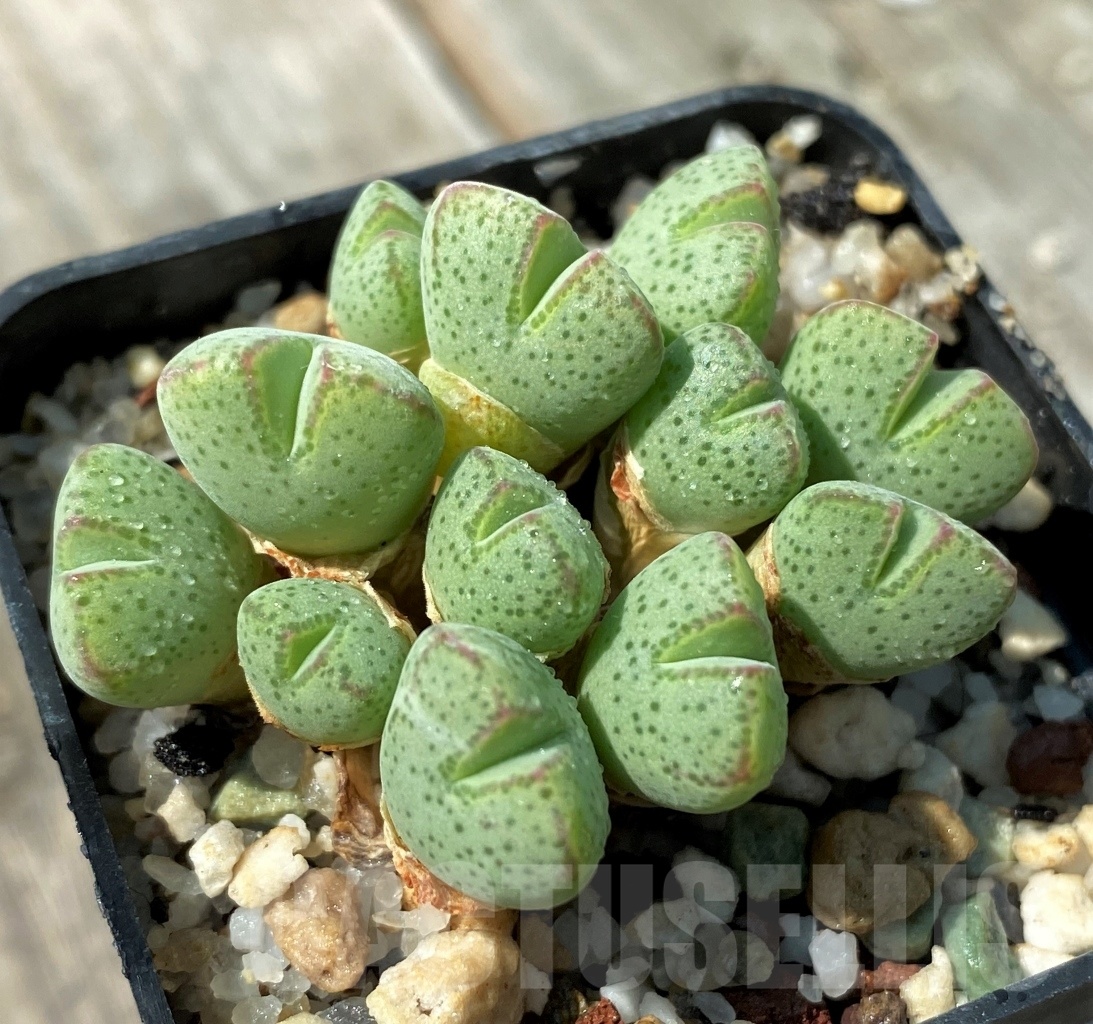SHPR10987 Conophytum klinghardtense ISI 1135 – Кактус онлайн