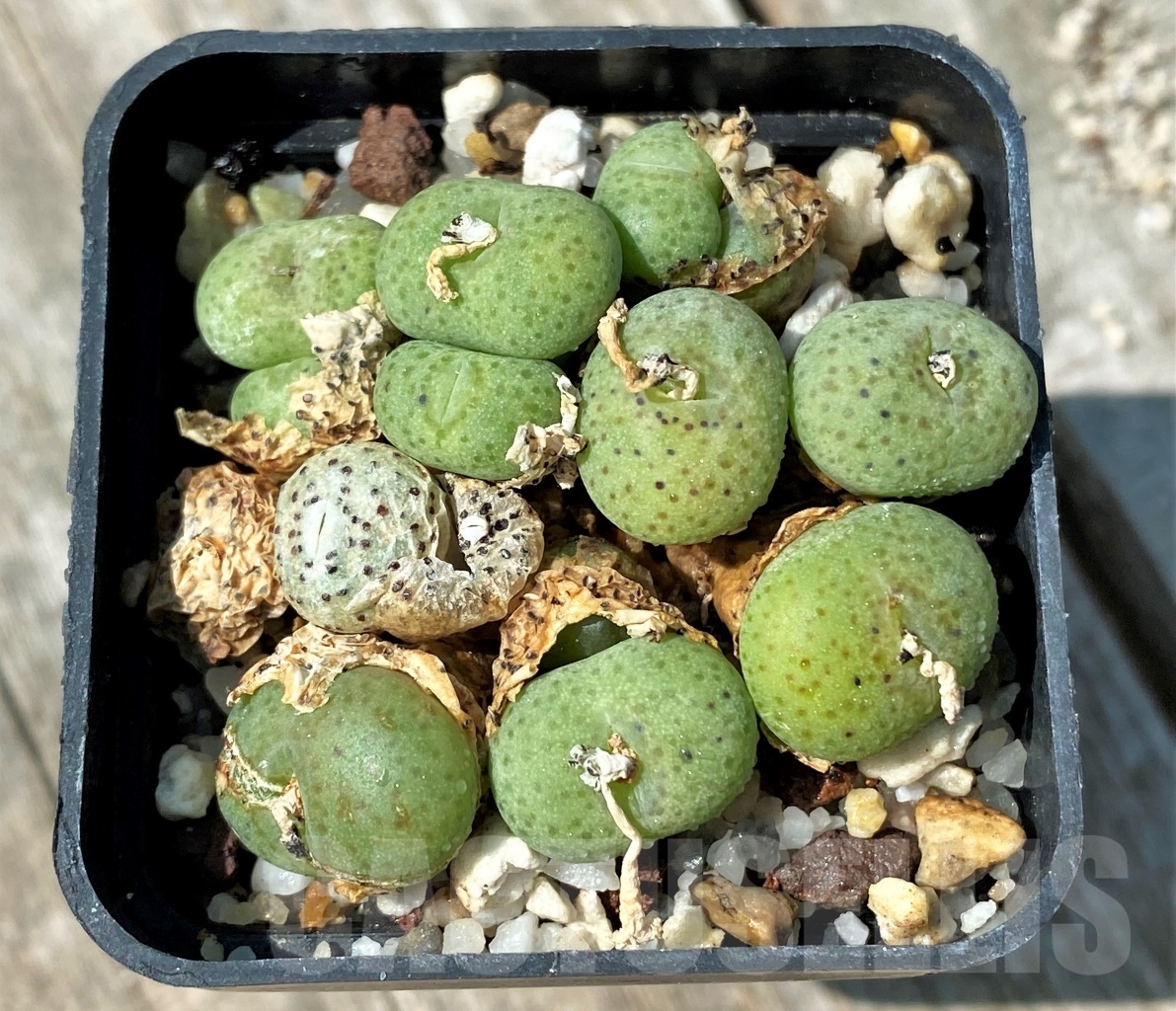 SHPR10988 Conophytum jucundum ssp. fragile – Cactus-online
