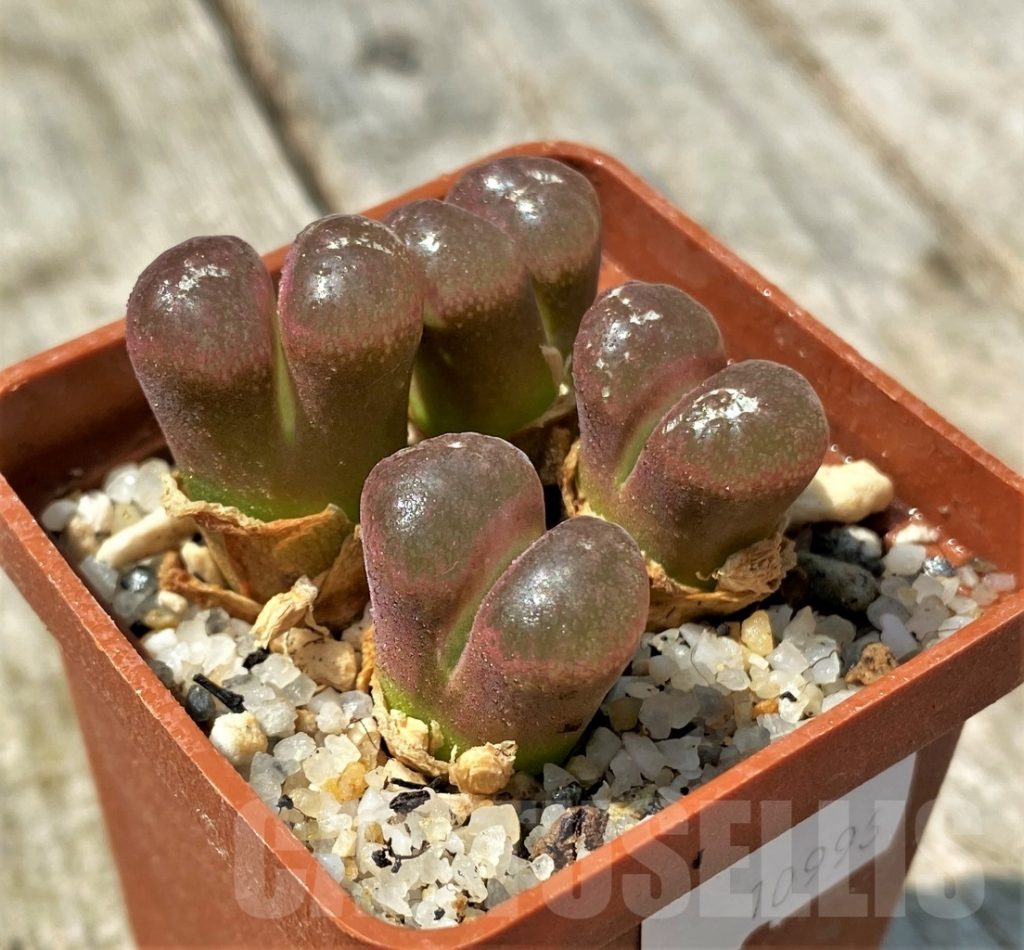 SHPR10996 Conophytum verrucosum – Cactus-online