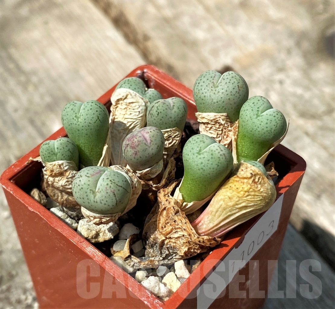 SHPR11003 Conophytum uviforme ‘Stipitatum’ – Cactus-online