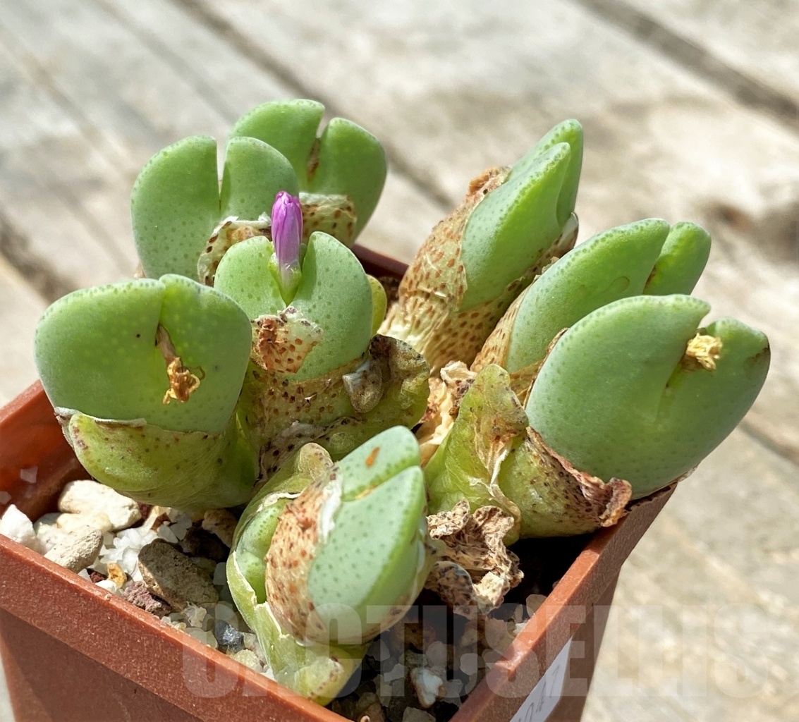 SHPR11047 Conophytum taylorianum – Cactus-online