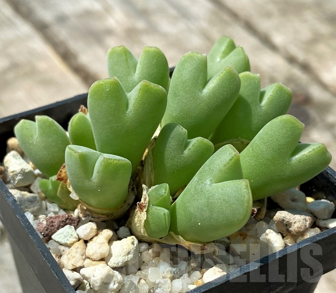 SHPR11413 Conophytum klinghardtense ssp baradii - Cactus-online