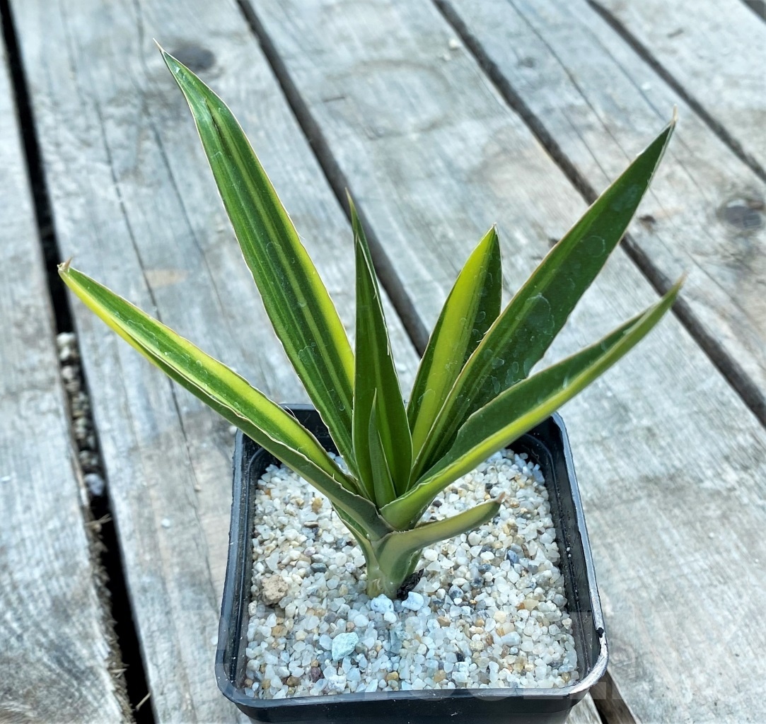 SHPR11051 Sansevieria bagamoyensis – Cactus-online