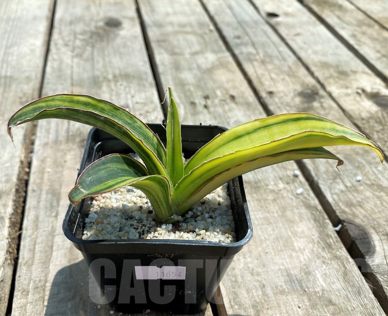 SHPR11054 Sansevieria hybrid – Cactus-online