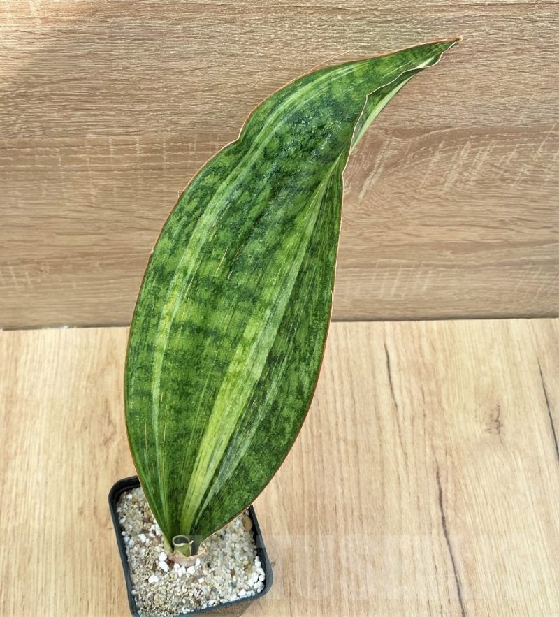 SHPR11124 Sansevieria ‘Bruda’ – Cactus-online