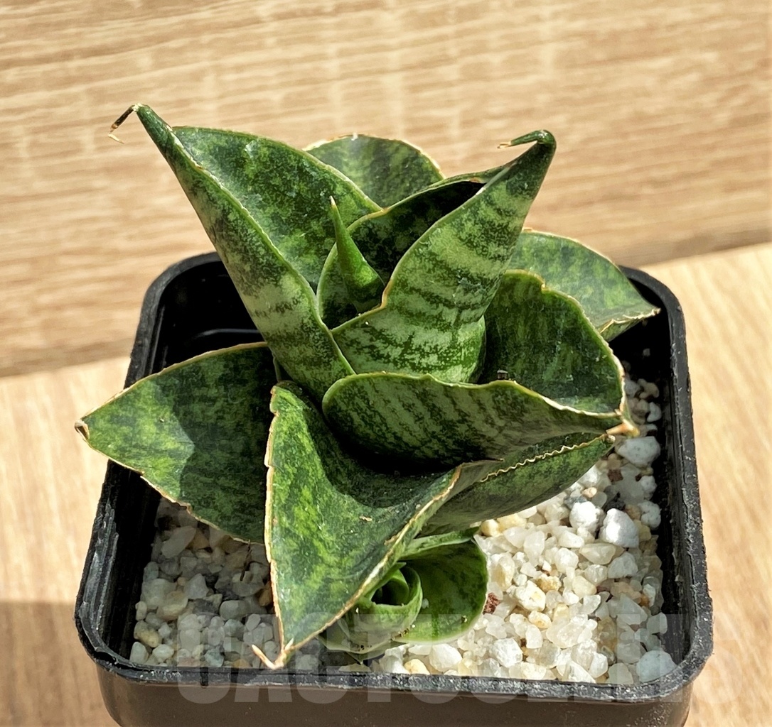 SHPR11127 Sansevieria ‘Sindoro’ – Cactus-online