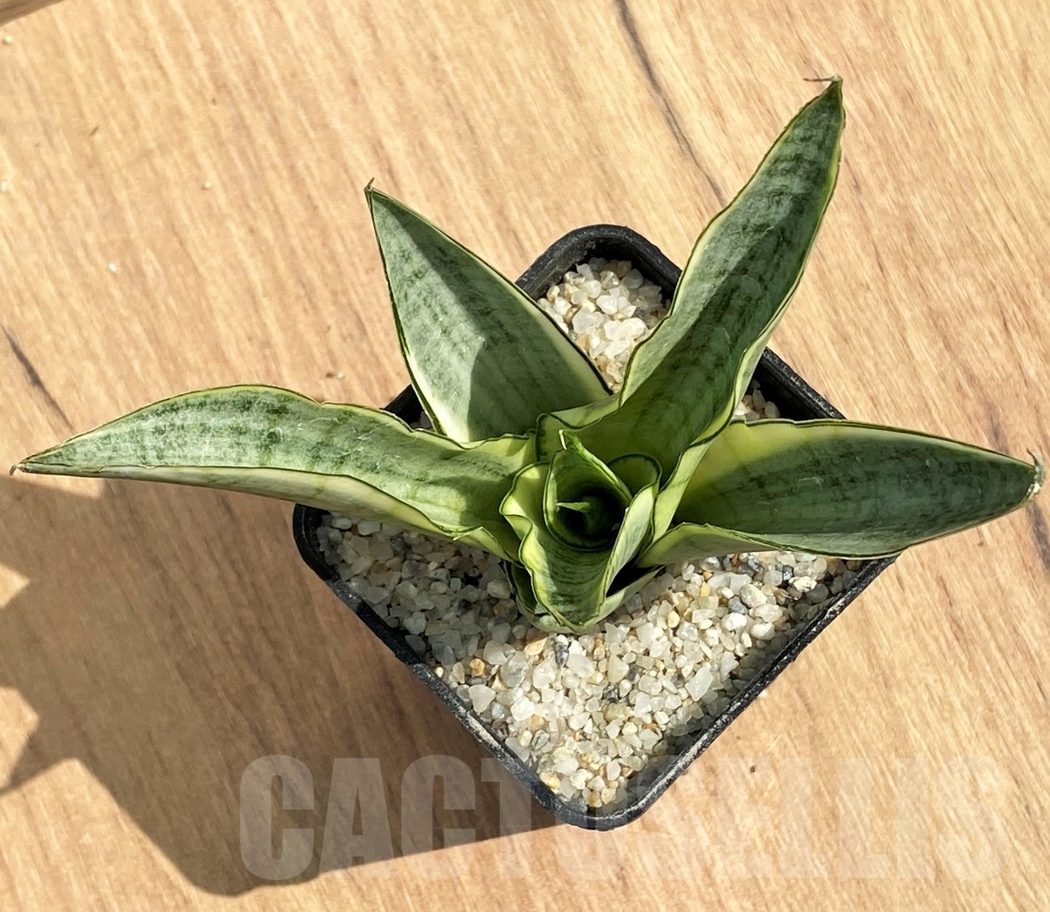 SHPR11128 Sansevieria ‘Gabella’ – Cactus-online