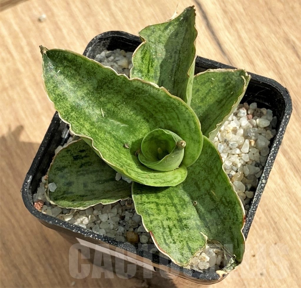 SHPR11134 Sansevieria ‘Hobbit’ – Cactus-online