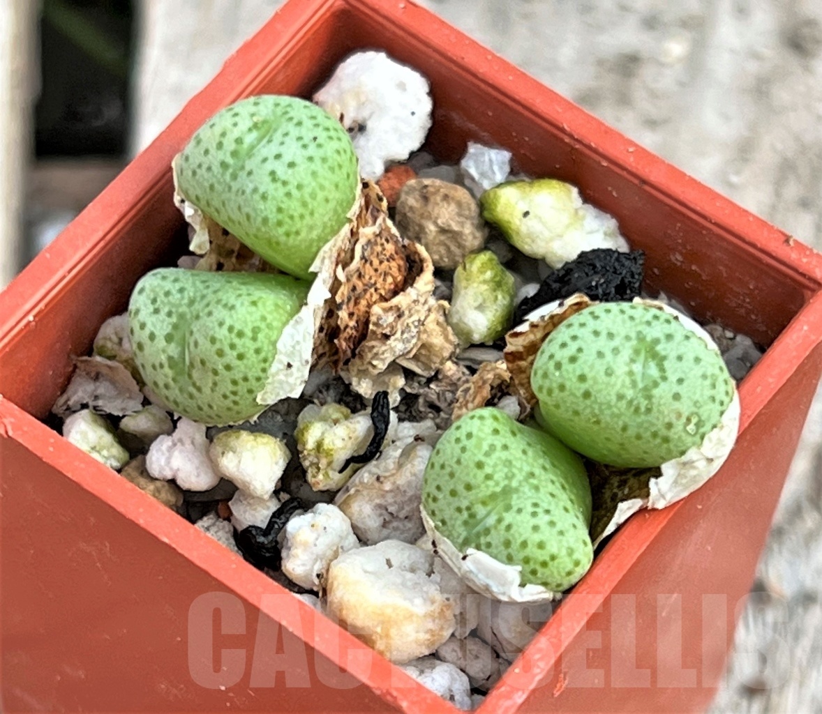 SHPR11606 Conophytum jucundum CR1430 - Cactus-online