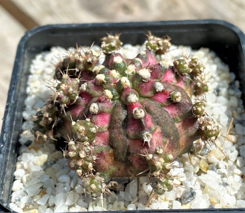 SHPR11245 Gymnocalycium mihanovichii ‘T-Rex’ – Cactus-online