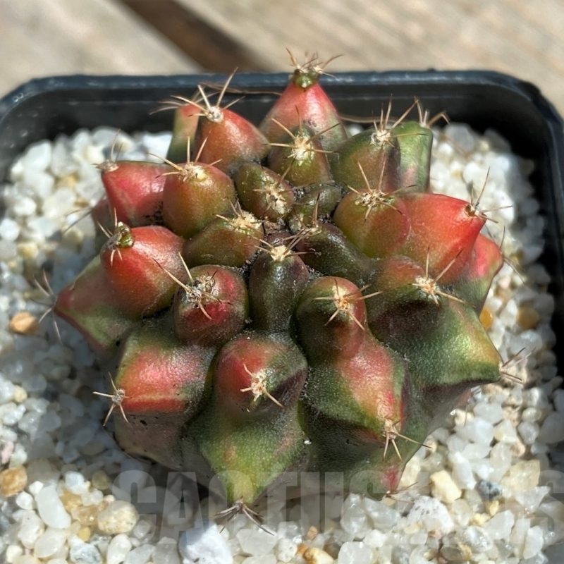 SHPR11250 Gymnocalycium mihanovichii ‘T-Rex’ – Cactus-online