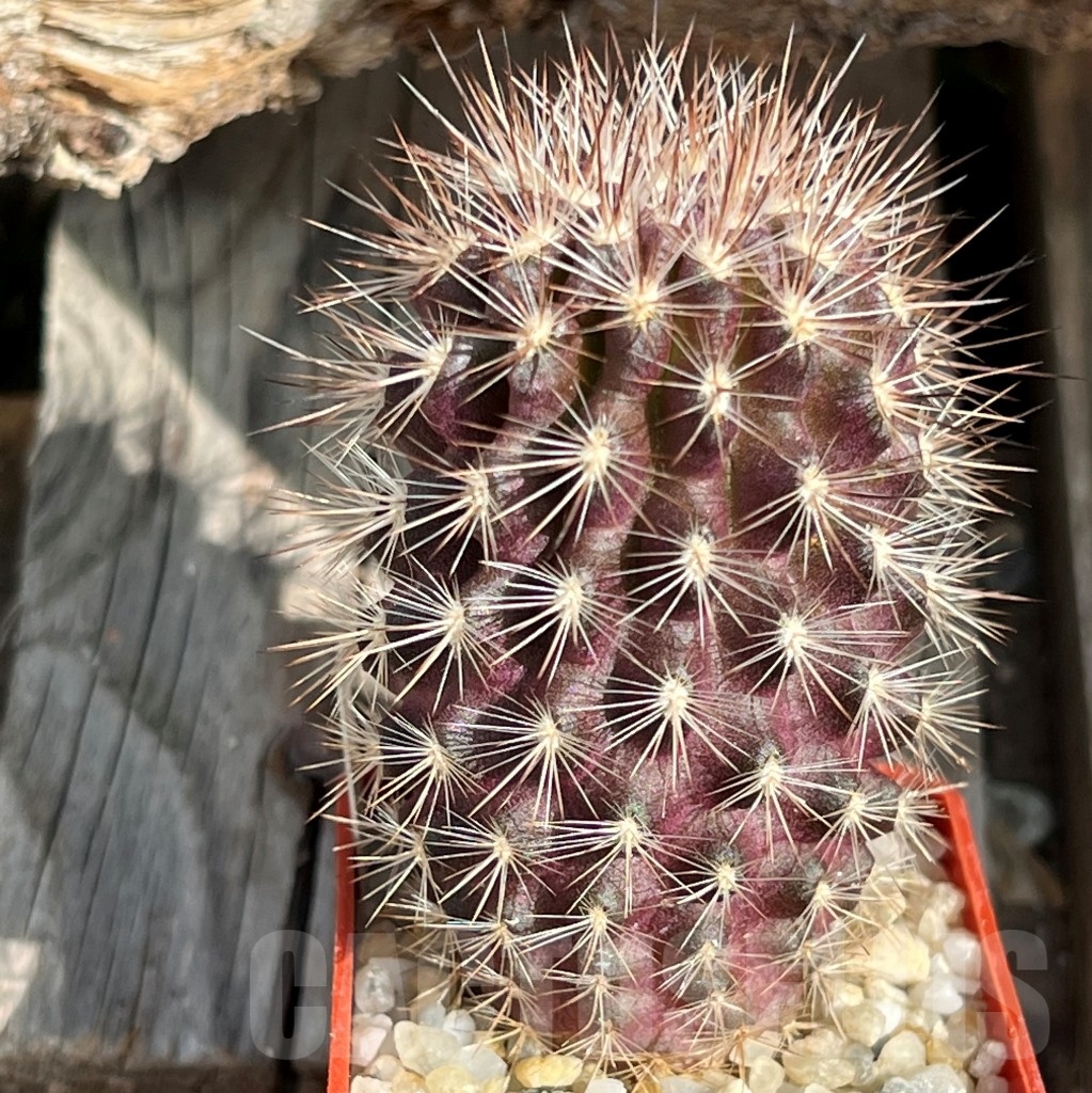 SHPR11659 Neoporteria subgibbosa f. castaneoides ex M.G. 1037.513 ...