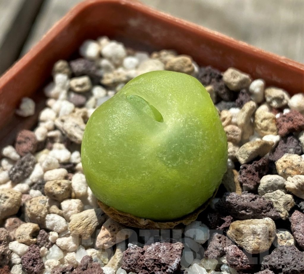 SHPR11295 Conophytum ratum SH1200 – Cactus-online