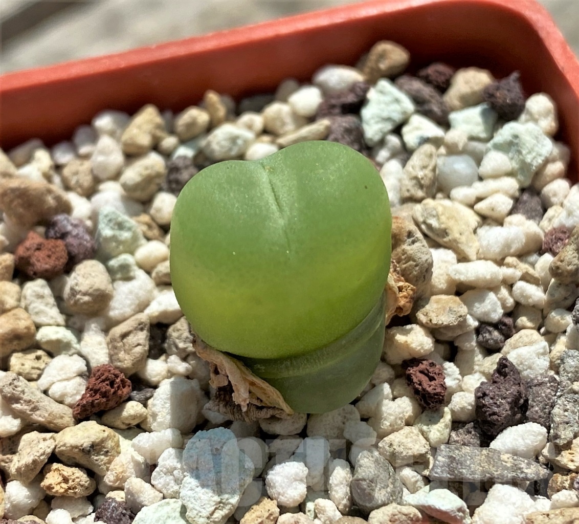 SHPR11296 Conophytum ratum SH1200 - Cactus-online