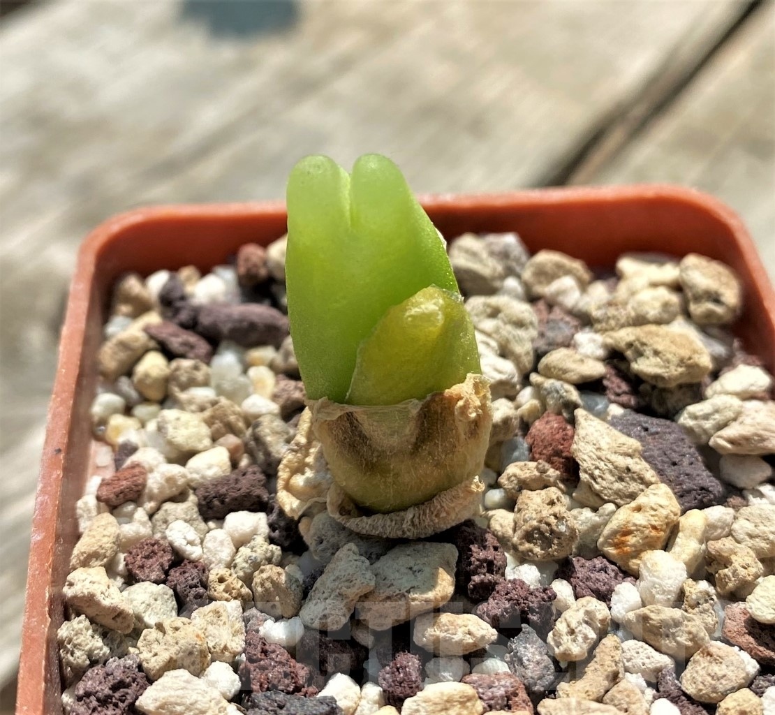 SHPR11297 Conophytum ratum SH1200 - Cactus-online