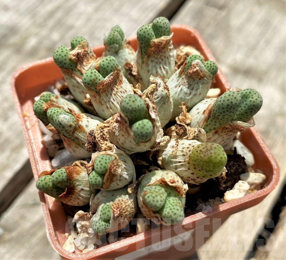 SHPR11301 Conophytum marginatum ssp. haramoepense – Cactus-online